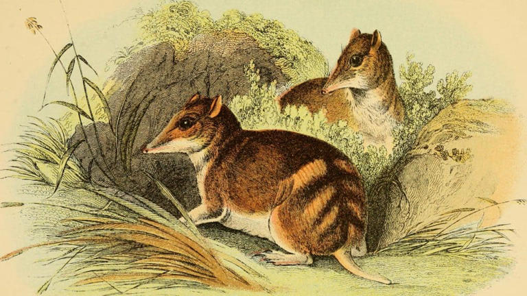 Think extinction is rare? 2025’s Red List shatters that myth