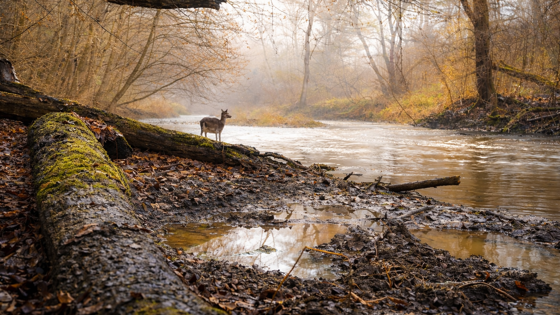 What my trail camera captured deep in the forest