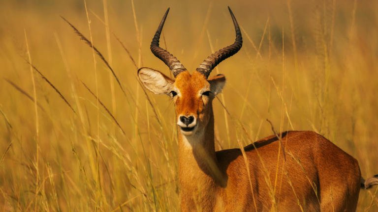 These award-winning wildlife photos will put a smile back on your face