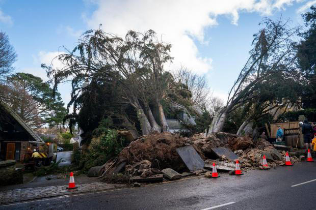Family shocked after three 'massive' trees smash their home during ...