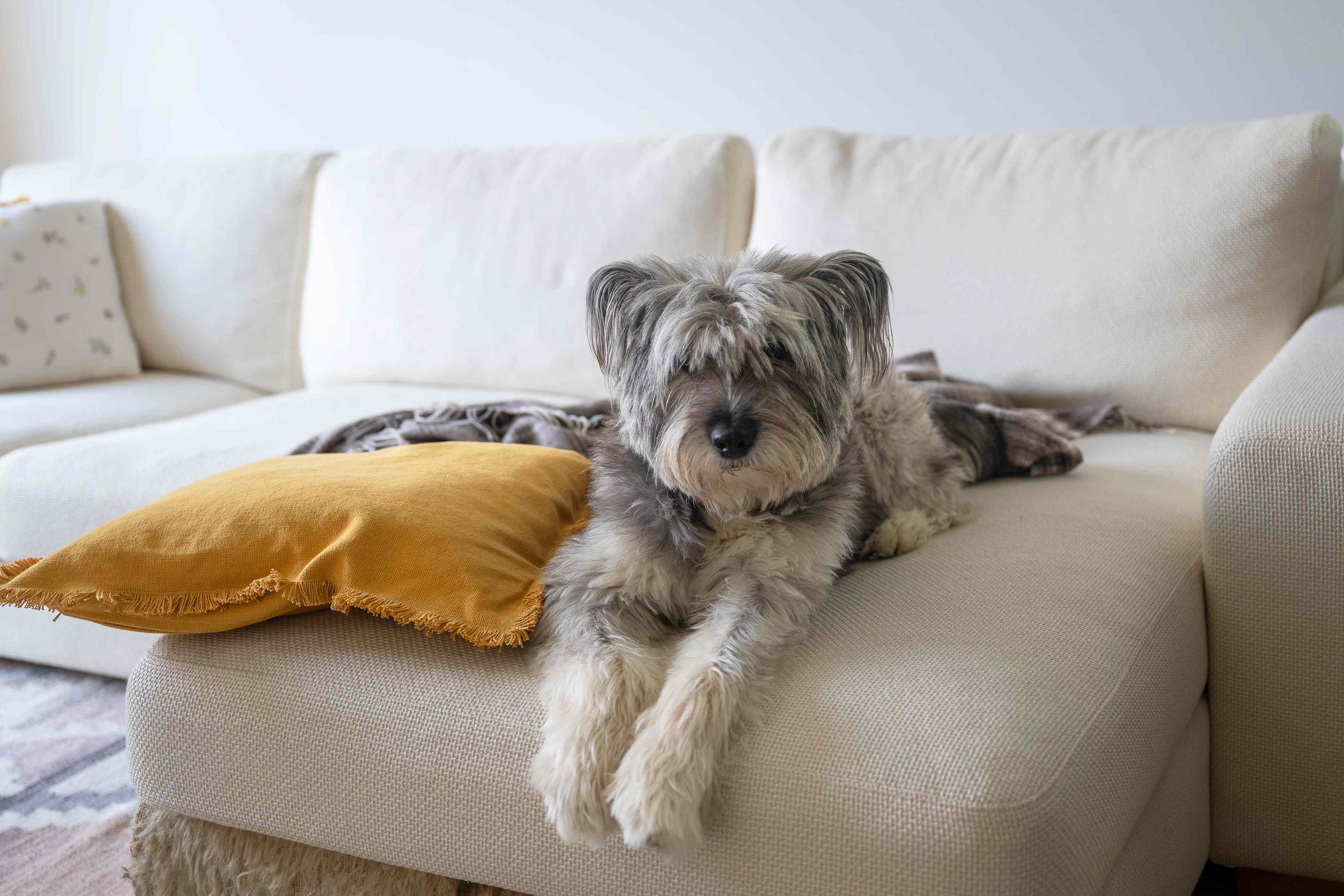 Get rid of 'pet smell' in your house: 10 expert-approved methods