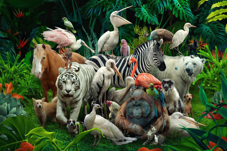 Optical illusion claims to show what 2026 holds based on animal you see ...