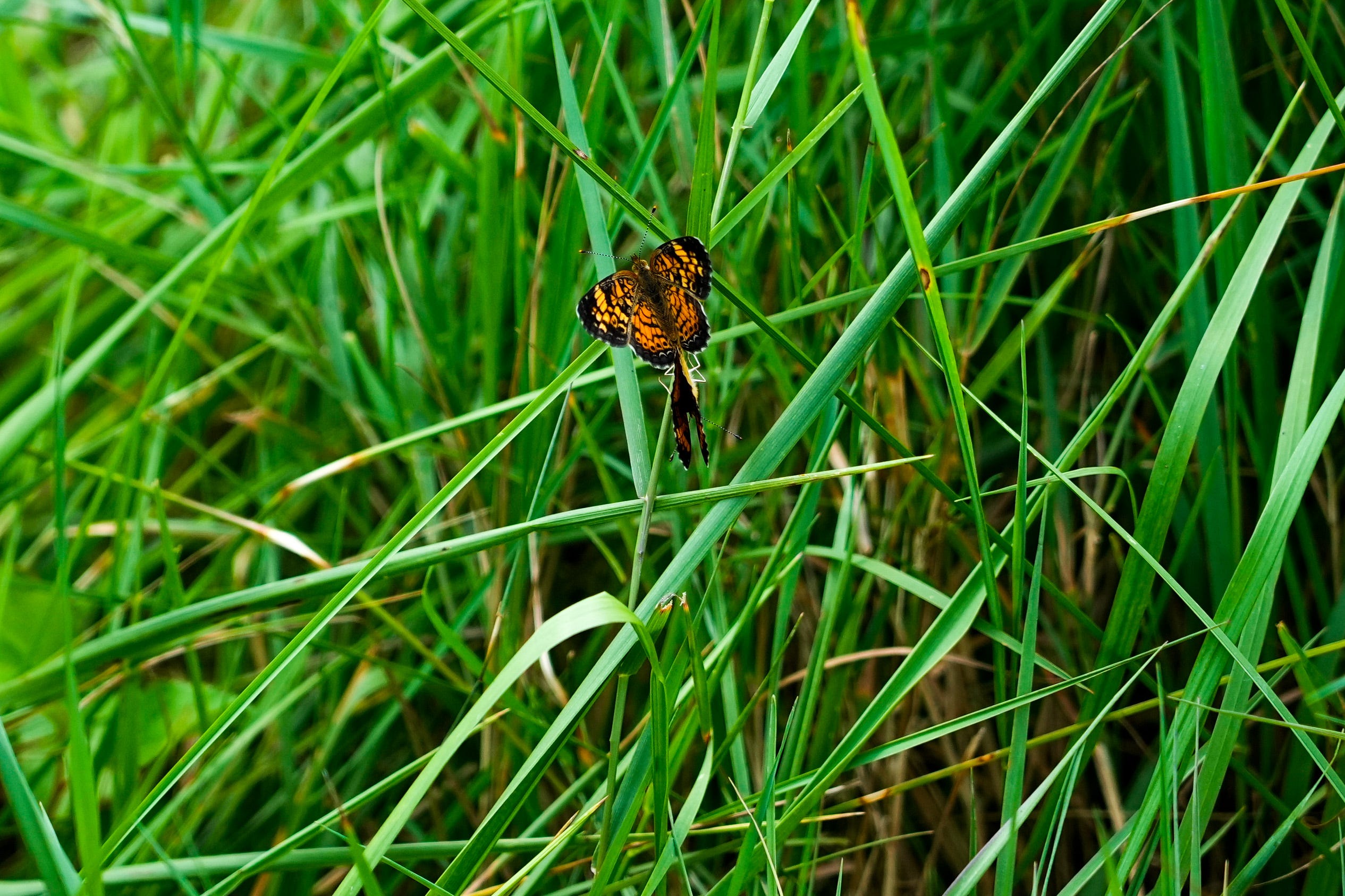 Creating a wildlife habitat in your home landscape