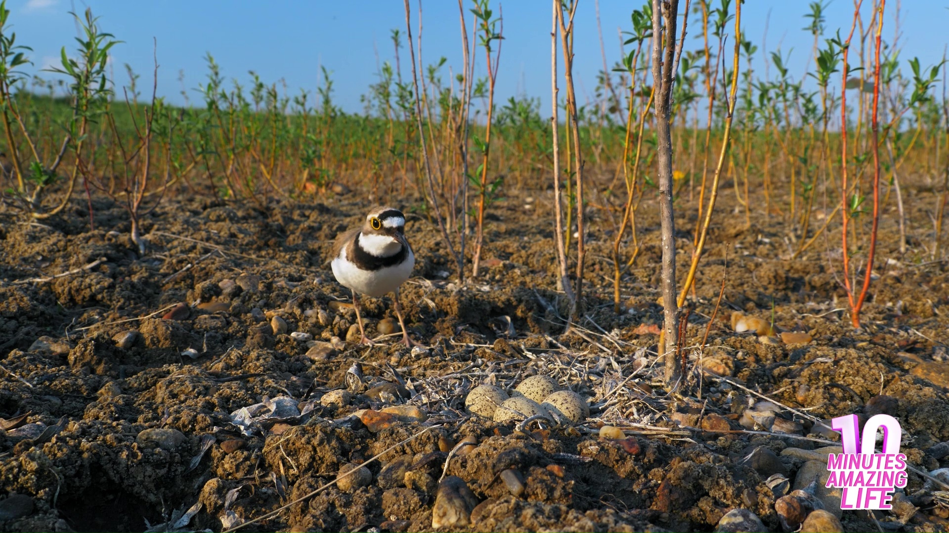 I noticed a plover protecting its nest