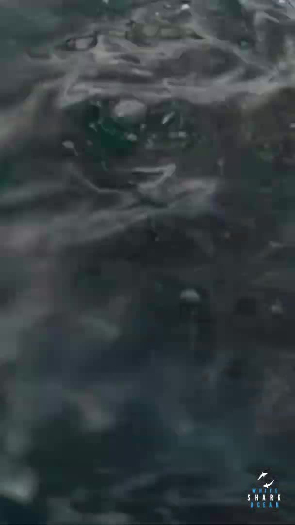 Sharks come over the top of the water in Mossel Bay #shorts