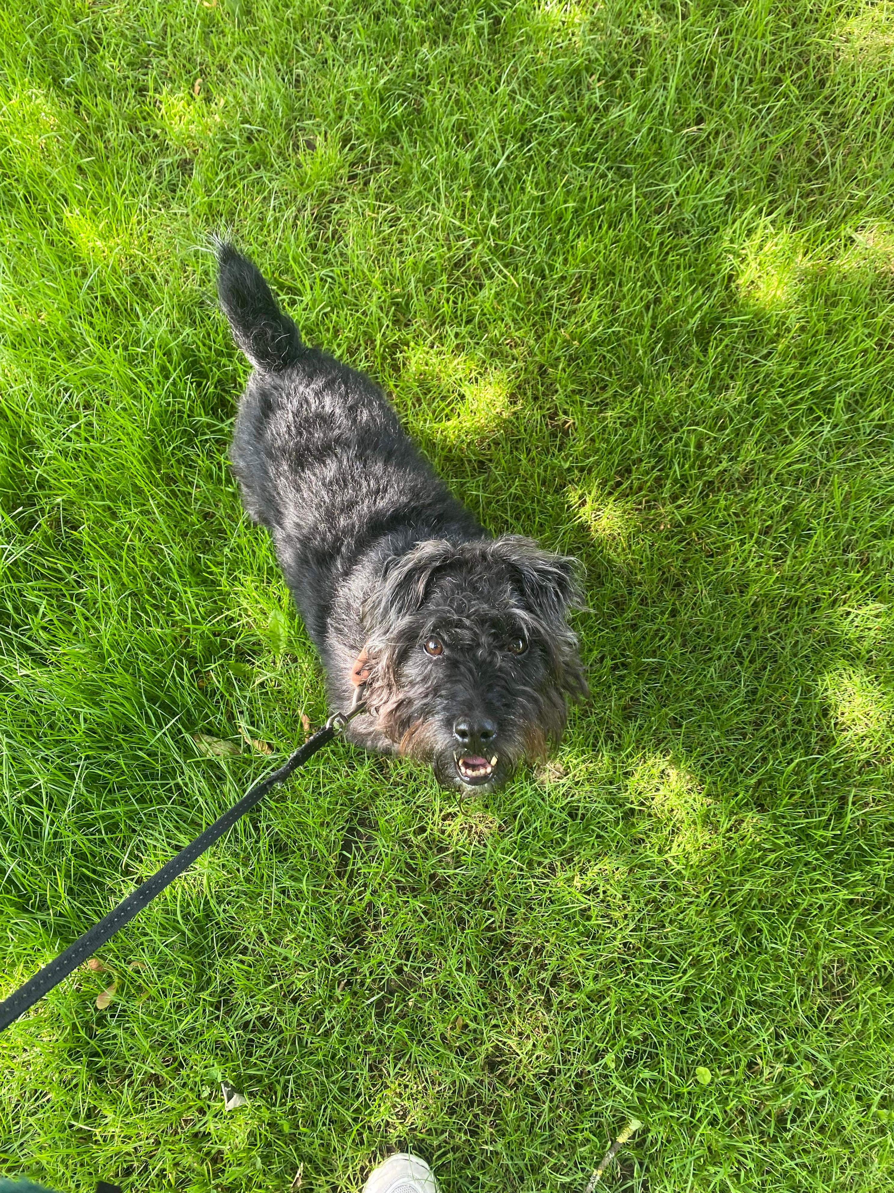 'It's been a game-changer': How I discovered the reason why my dog is ...