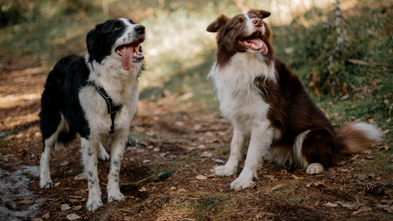 Study: Some dogs learn new words by listening to our conversations