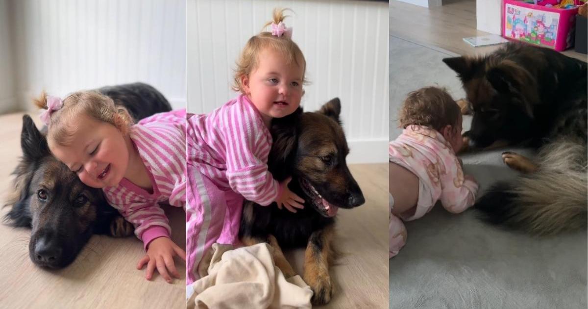 Video: Dog is extra sweet to little girl as she learns gentle touches