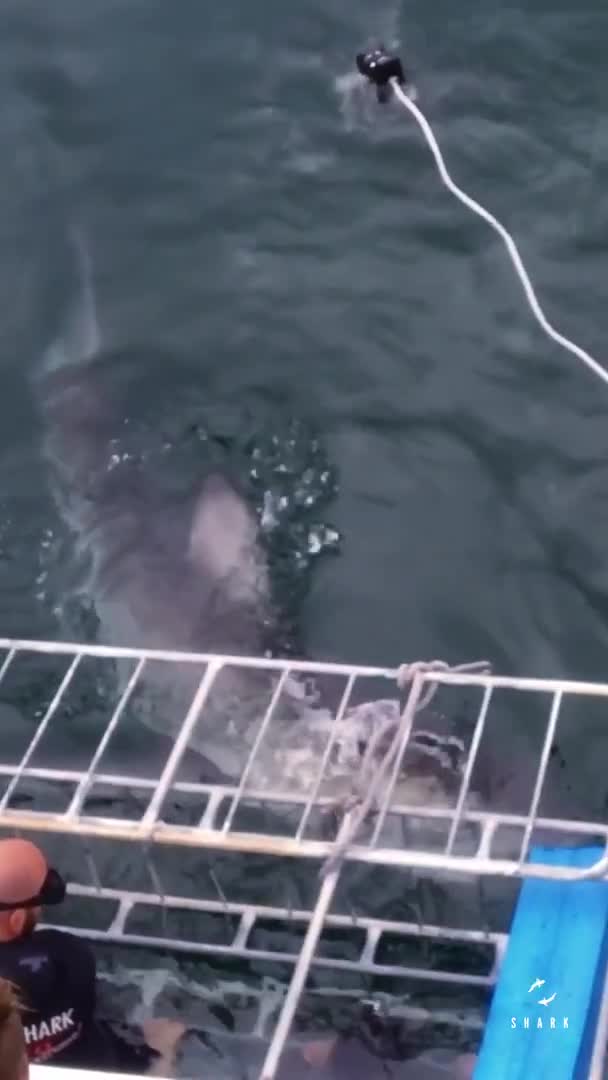 Great white shark spy hopping to check out the people in the cage #shorts