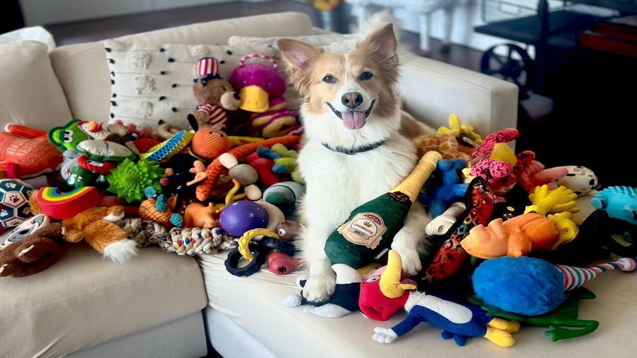 Cani super intelligenti: uno studio rivela come apprendono nuovi nomi ...