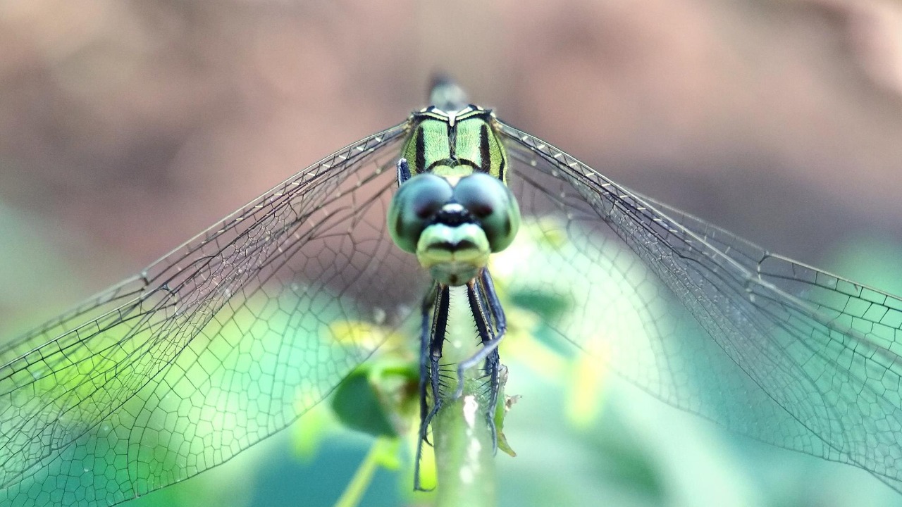 New wing design helps tiny robots fly farther by gliding like grasshoppers