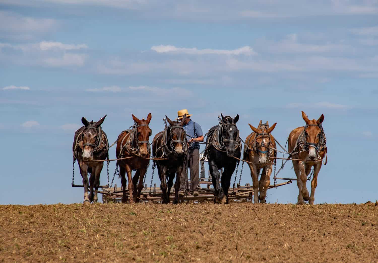 Why Missouri’s economy hitched its fate to a hybrid animal that refused ...