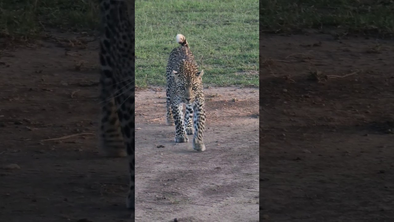 Maasai Mara sightings show lions and stealthy leopards