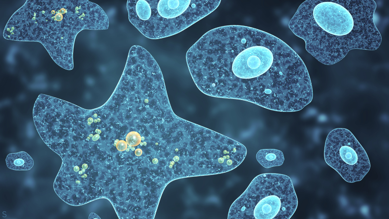 The invisible brain-eating bacteria lurking in water pipes that can ...