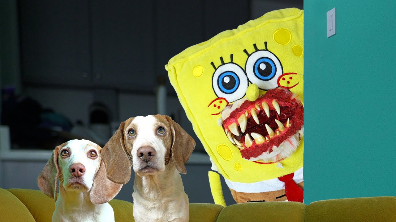 Dogs face off against evil SpongeBob X5 prank