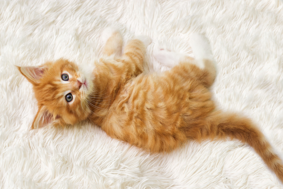 Baby Maine Coon kitten discovers his feet and it's the cutest thing we ...