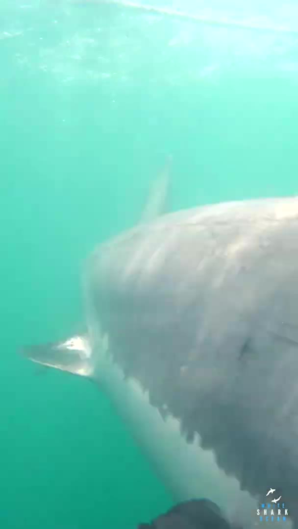 Very close look at a Great Whites teeth as she bumps the camera #shorts