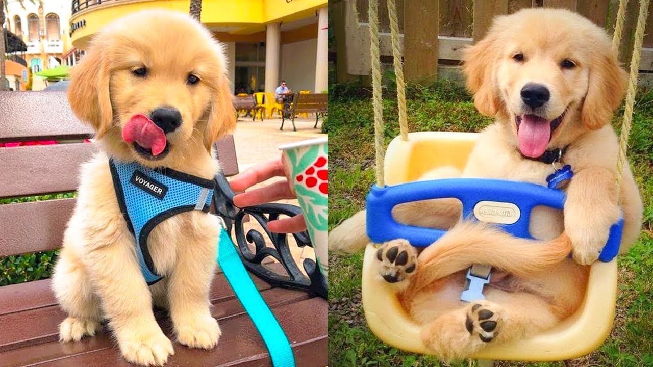 Happy puppies enjoying their day