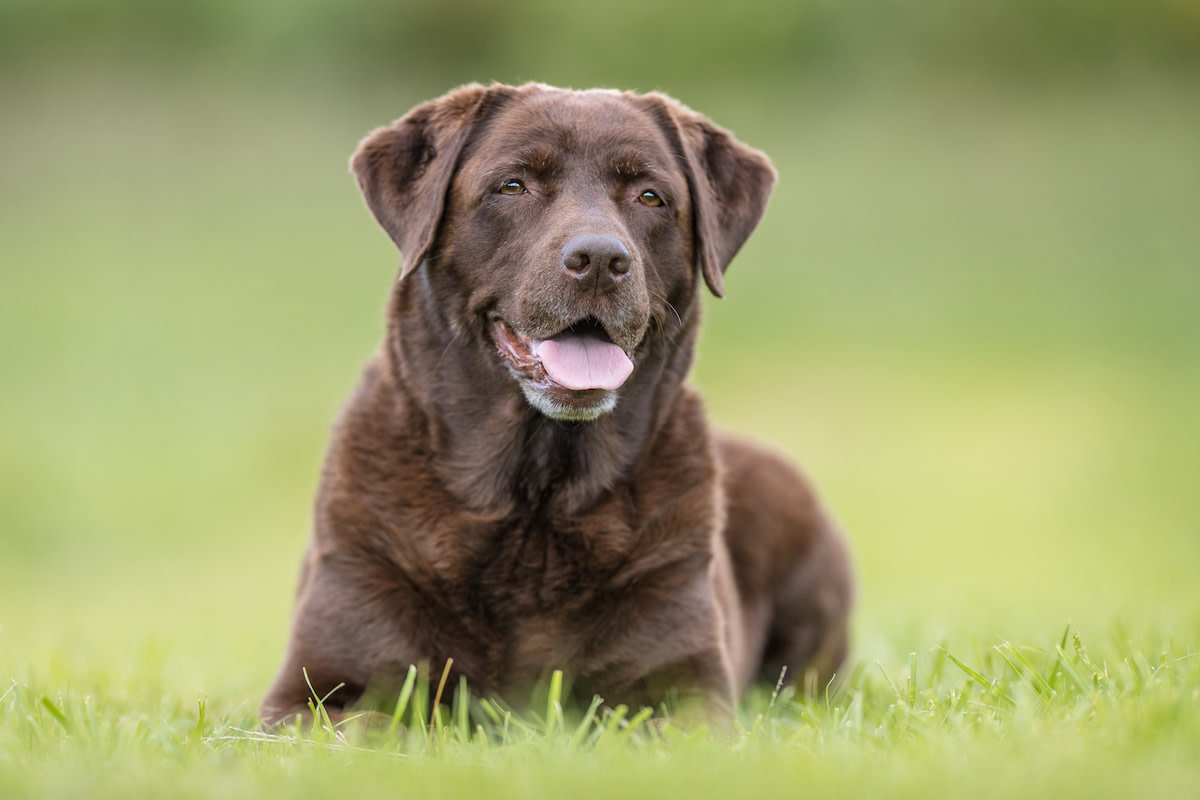 Paralyzed chocolate Labrador has the most heartwarming response when he ...