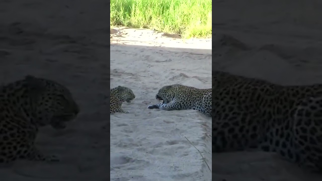 Leopard slaps mate in playful or fierce interaction