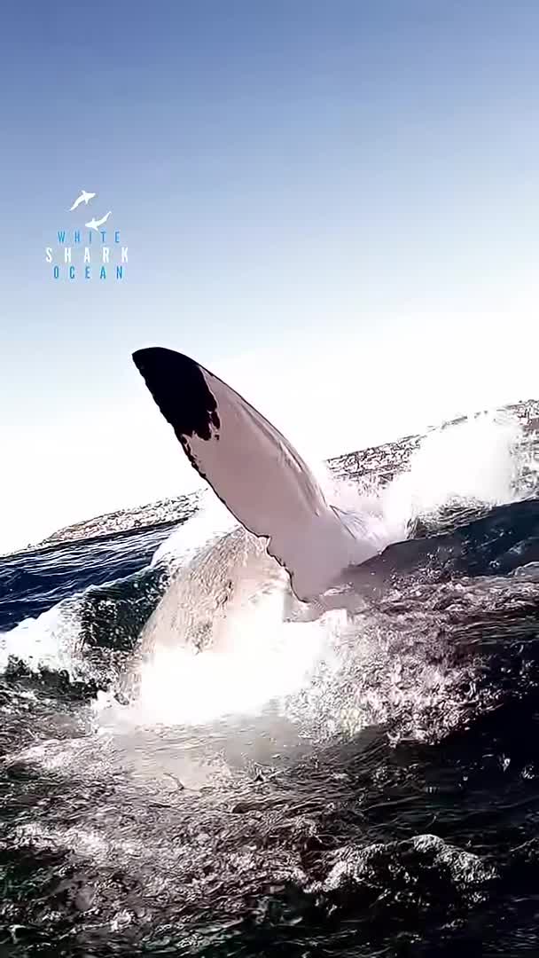 Great white shark jumping out of the water