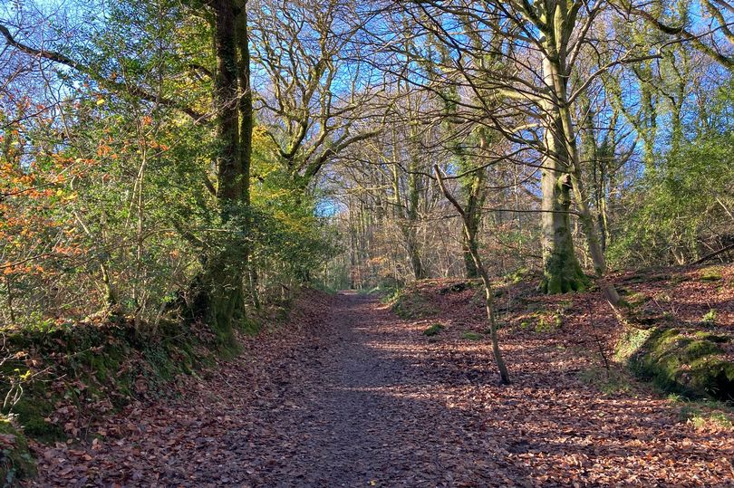 Major update on plans to tarmac woodland path
