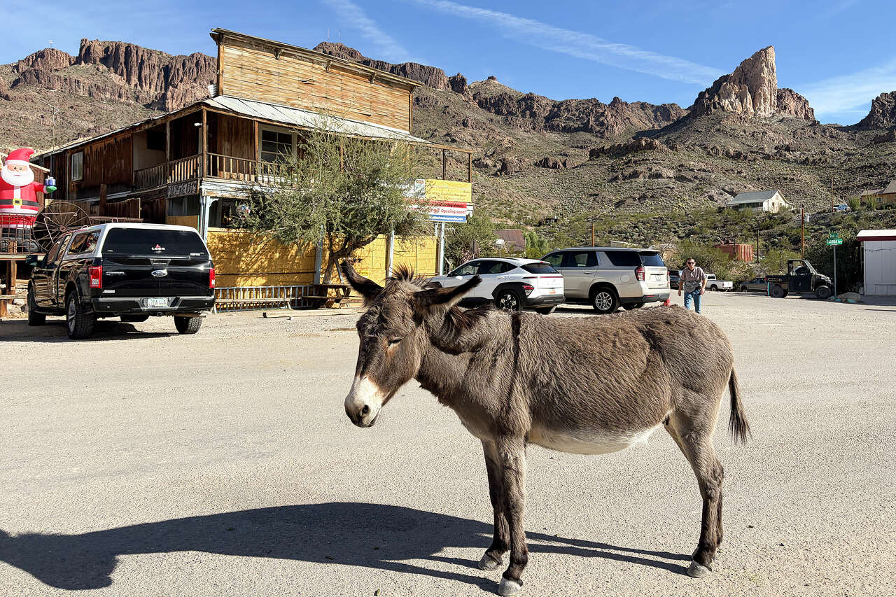 The Arizona ghost town that's overrun with donkeys