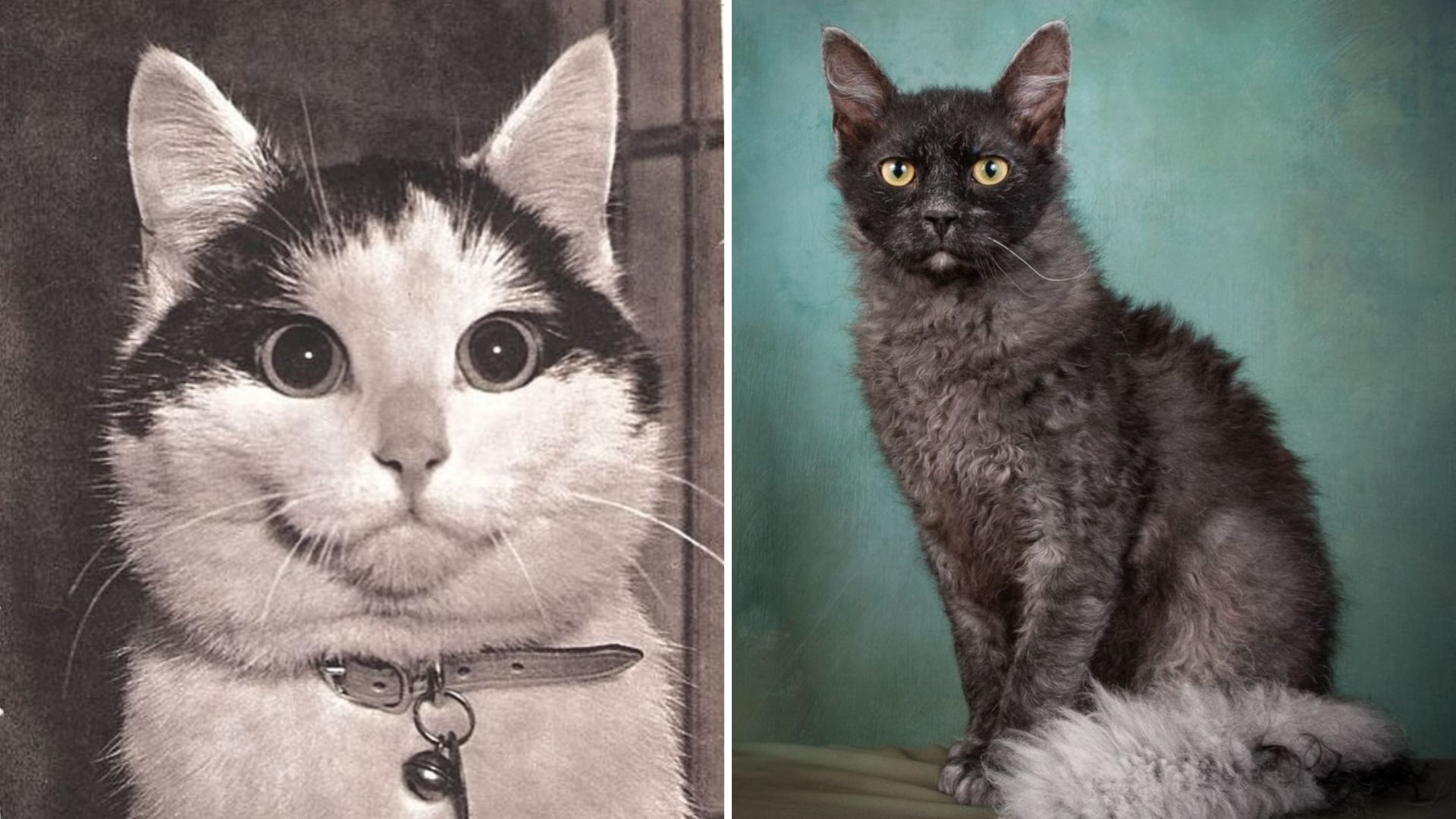 These cat breeds exist because humans got curious