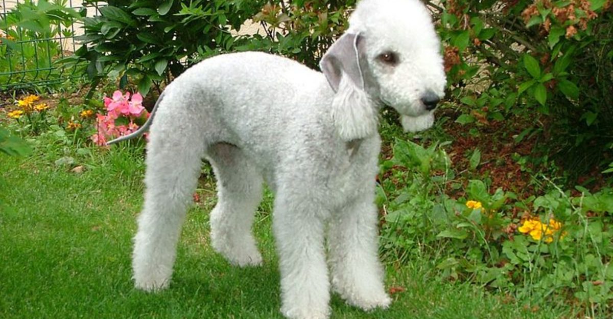 These 10 dog breeds make people say "I've never seen one like that"
