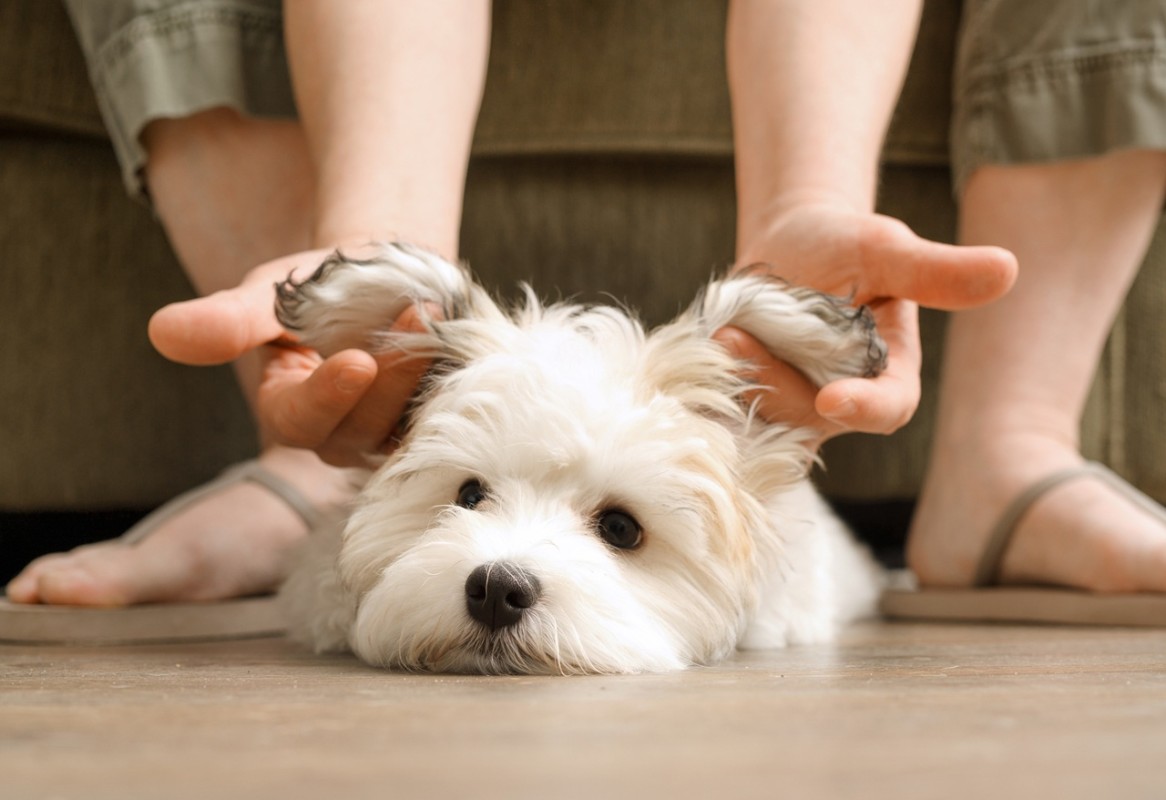 6 words that annoy dogs the most, according to trainers