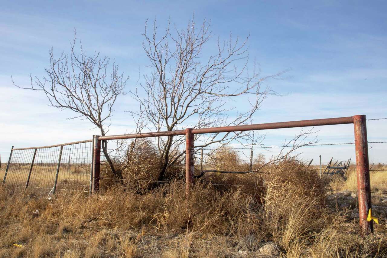 Texas’s iconic tumbleweed is prolific invasive species