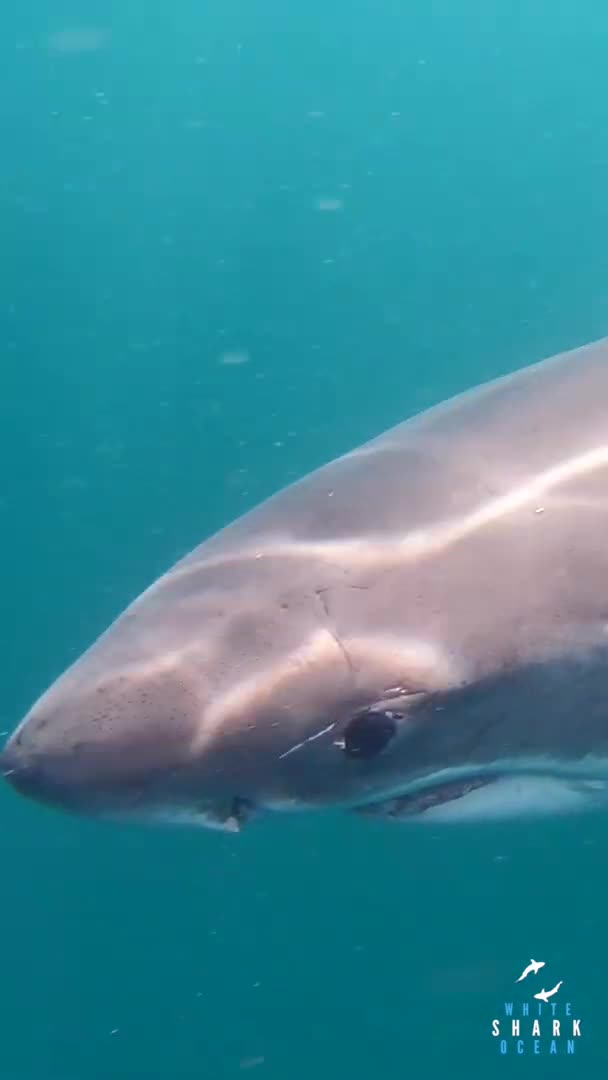 Great white shark comes in for a couple close looks #shorts