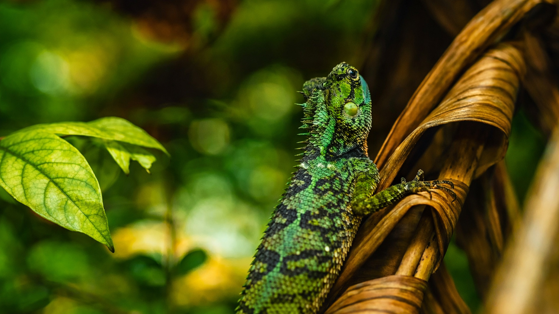 Green lizard resting in the jungle