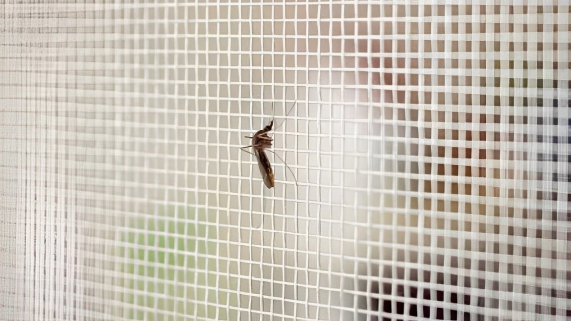 Así se pueden reemplazar fácil a los mosquiteros: el nuevo método que ...