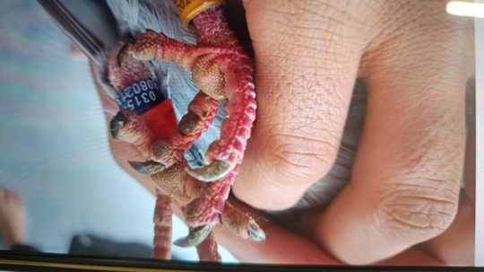 Red-yellow rings, strange names: What we know about mystery pigeon ...