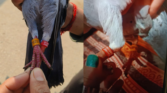 Red-yellow rings, strange names: What we know about mystery pigeon ...