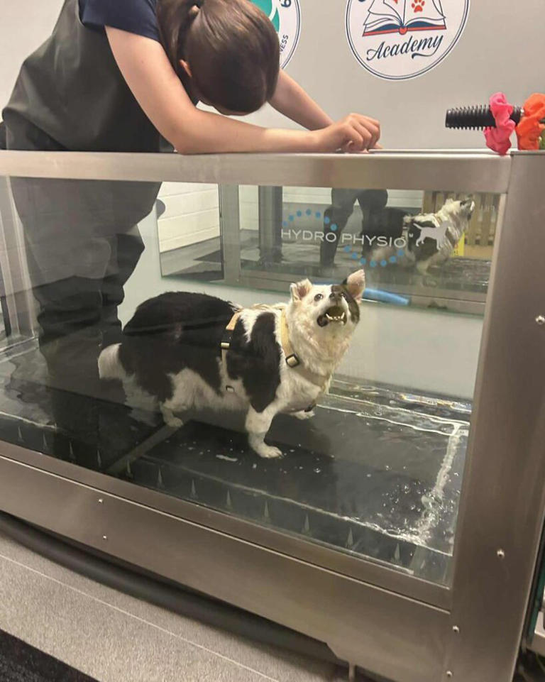 Morbidly obese dog fed pasta every night sheds half his body weight