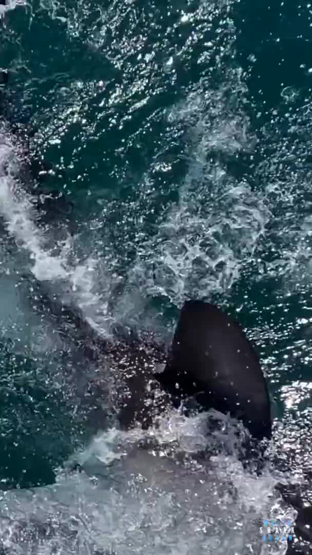 No warning! Great white shark comes up fast from deep #shorts