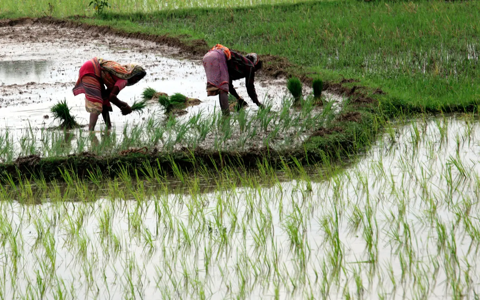 India’s 2025 rice exports surge to near record as curbs lifted