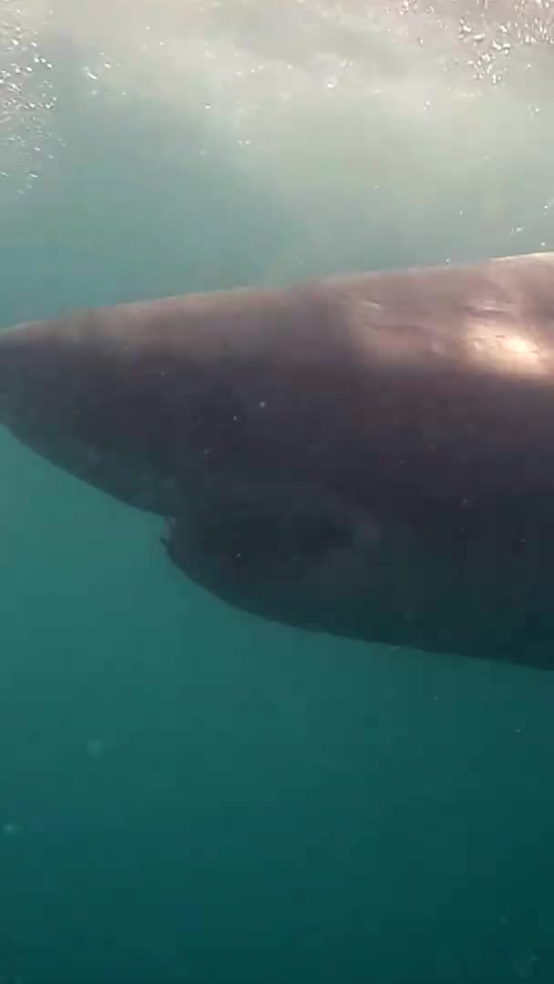 Great white shark whips head round quickly #shorts