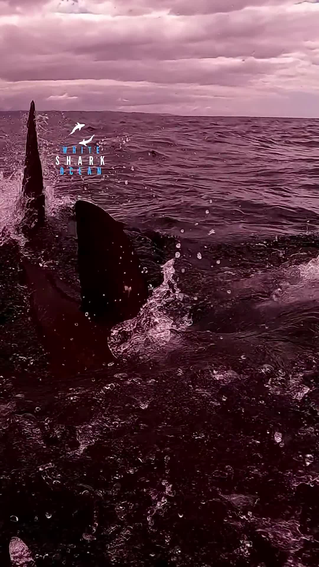 Great white shark ambushing vertically