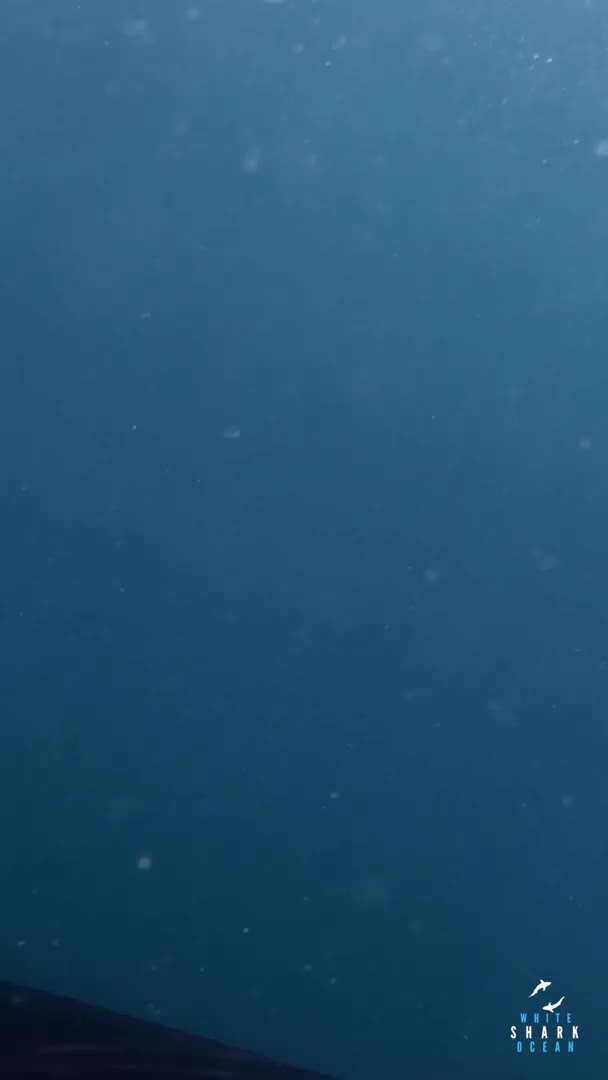 Great white shark nearly catches the camera #shorts