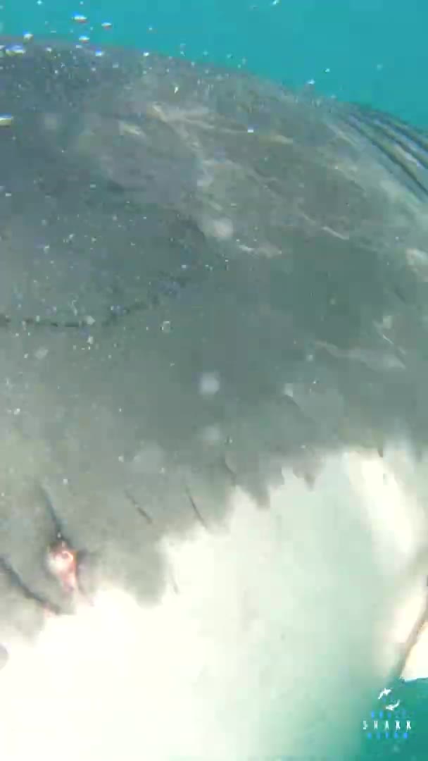 Great white smashing through the water #shorts