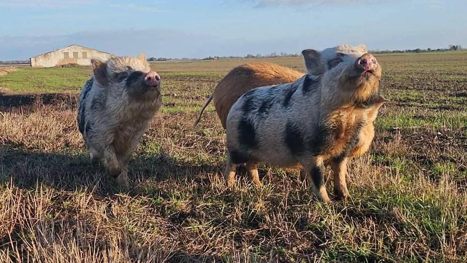 Six-hour mission to catch three abandoned little pigs