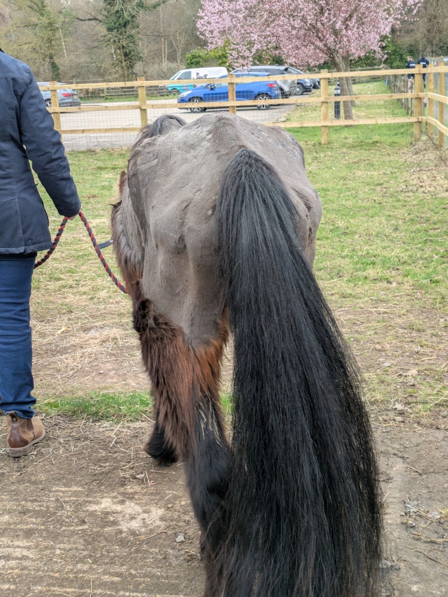 Emaciated pony dumped in London has "landed on all four hooves" with ...