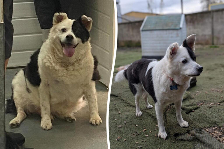 Morbidly obese dog fed pasta every night sheds half his body weight