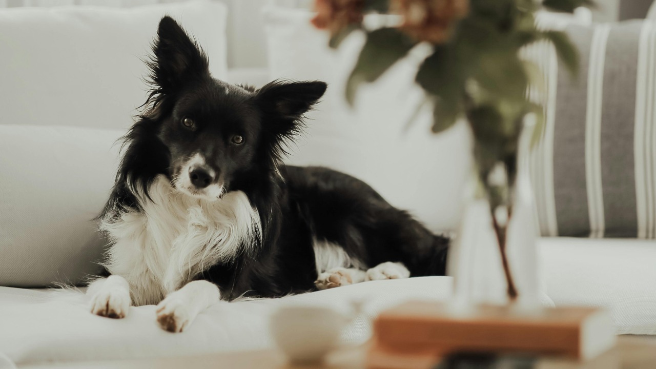 These dogs secretly eavesdrop to learn new words