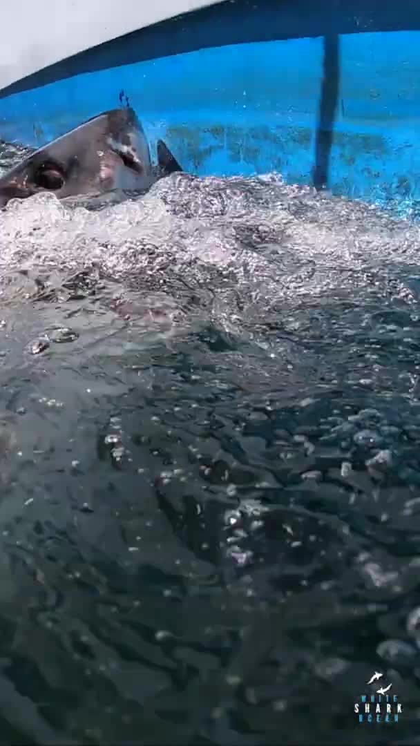 Great white shark curiously mouthing and bumping the boat #shorts