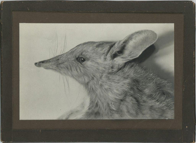 Think extinction is rare? 2025’s Red List shatters that myth