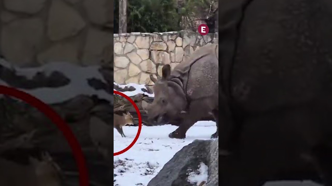 Ciervo bebé protagoniza momento viral al enfrentar a un rinoceronte de ...